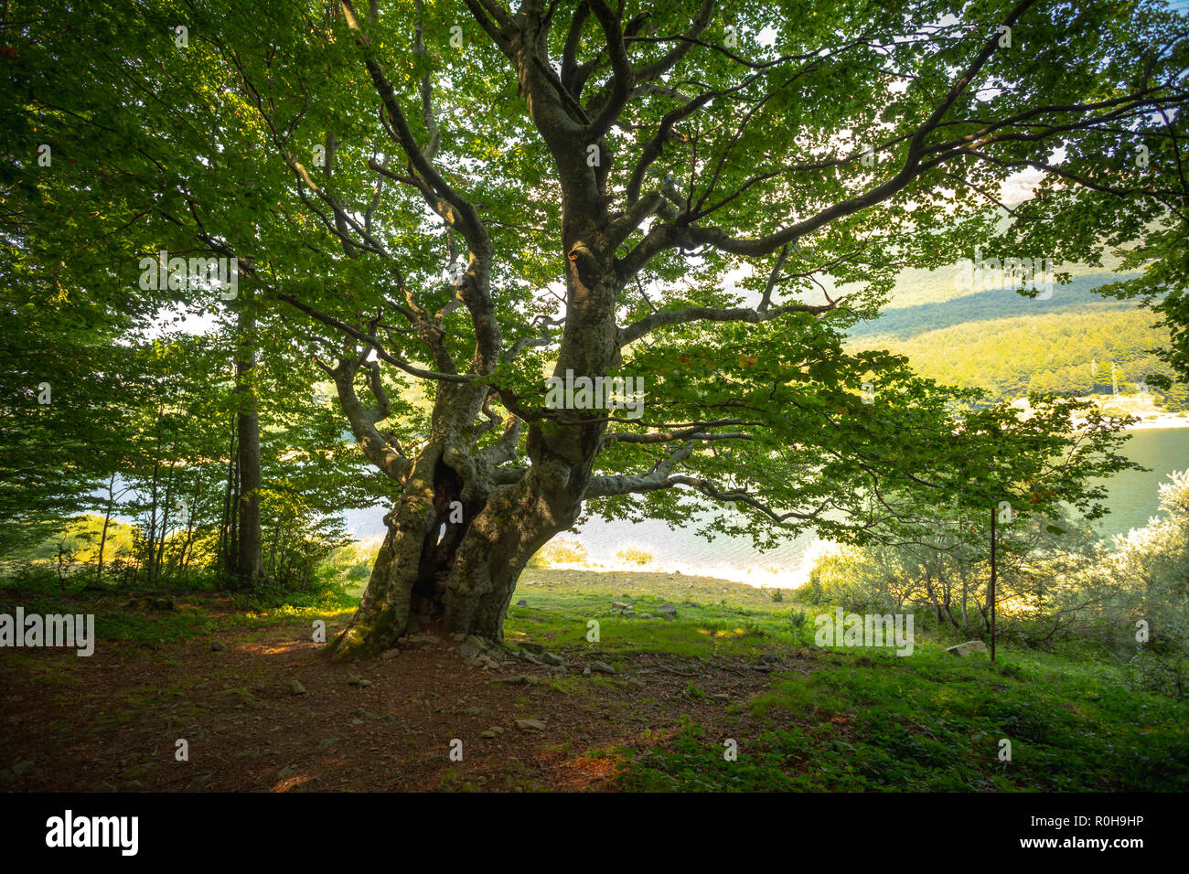 Wild broad branches tree Stock Photo - Alamy