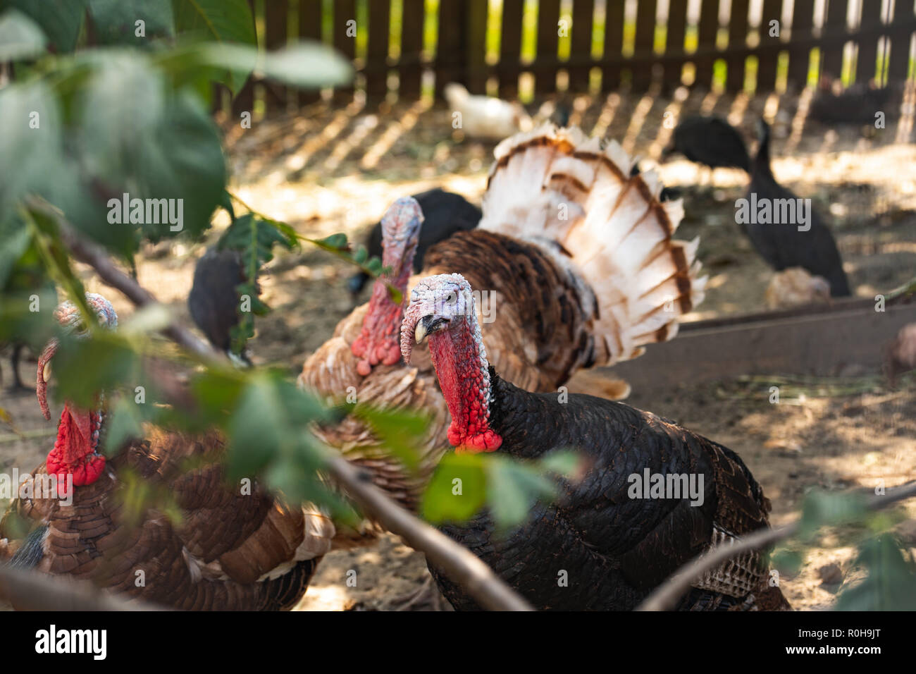 Barnyard poultry hi-res stock photography and images - Alamy