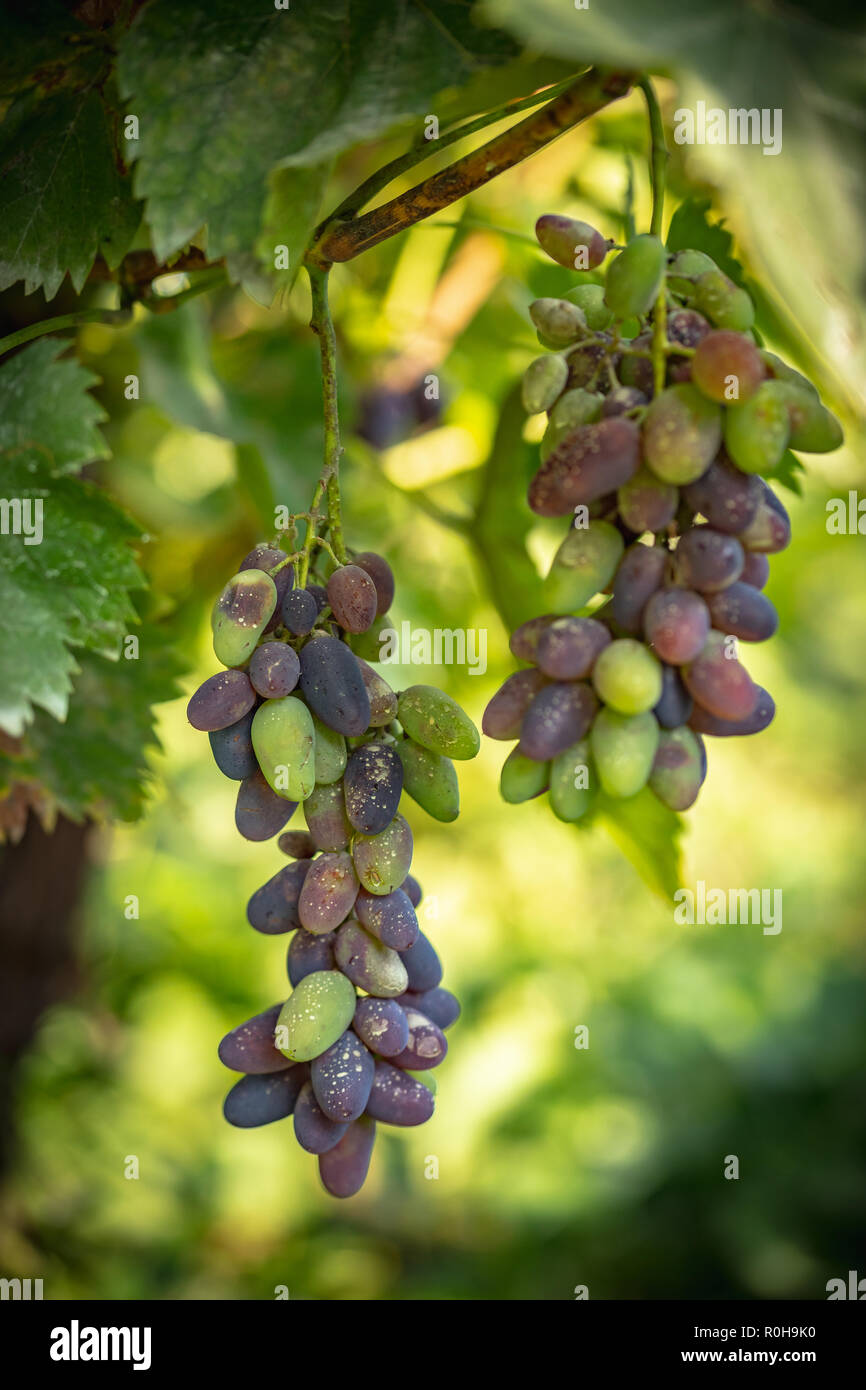 Monukka hi-res stock photography and images - Alamy