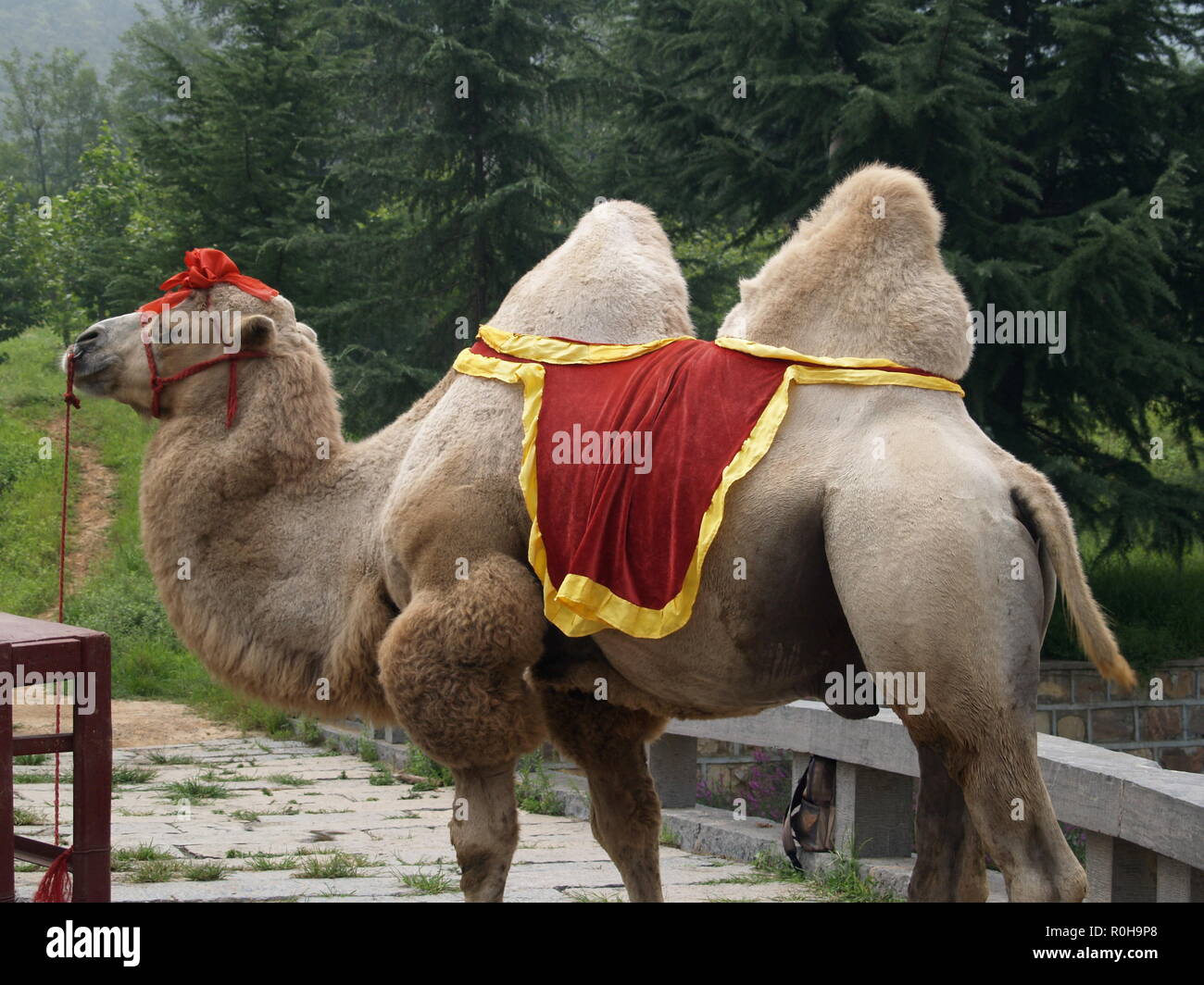 Chinese Bactrian Camel Stock Photo - Alamy