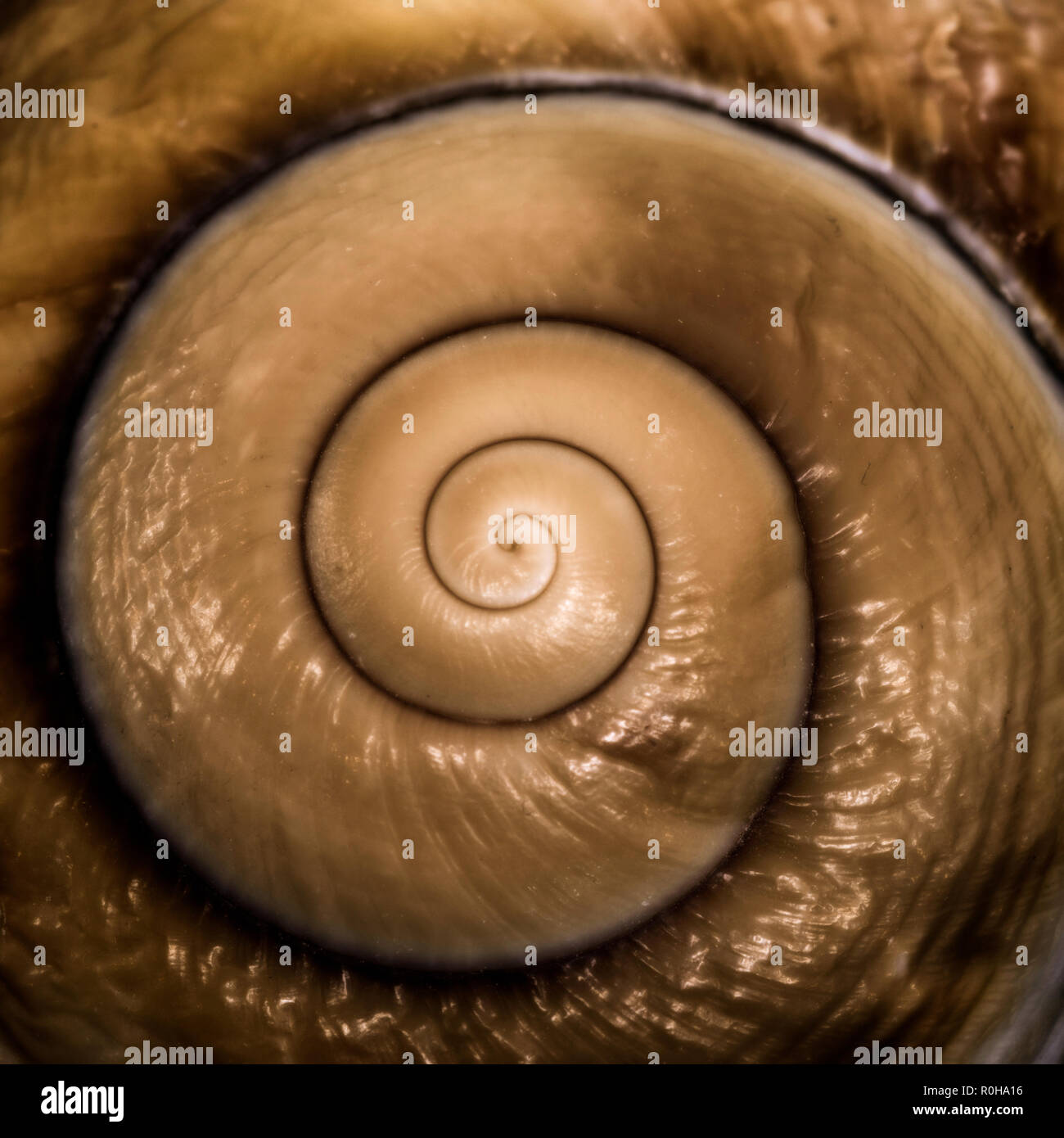 Brown seashell hi-res stock photography and images - Alamy