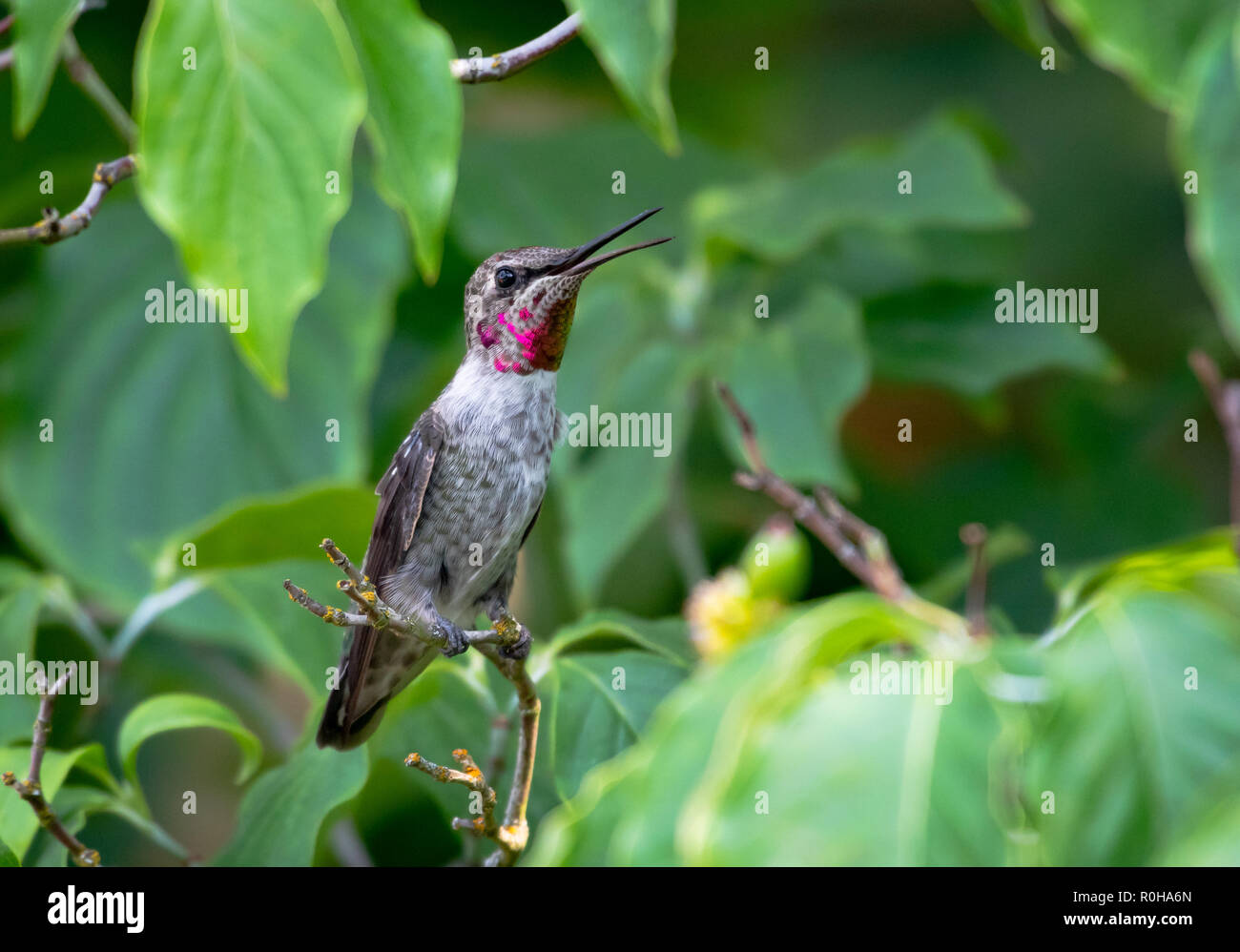 Annas Hummingbirds High Resolution Stock Photography and Images - Alamy