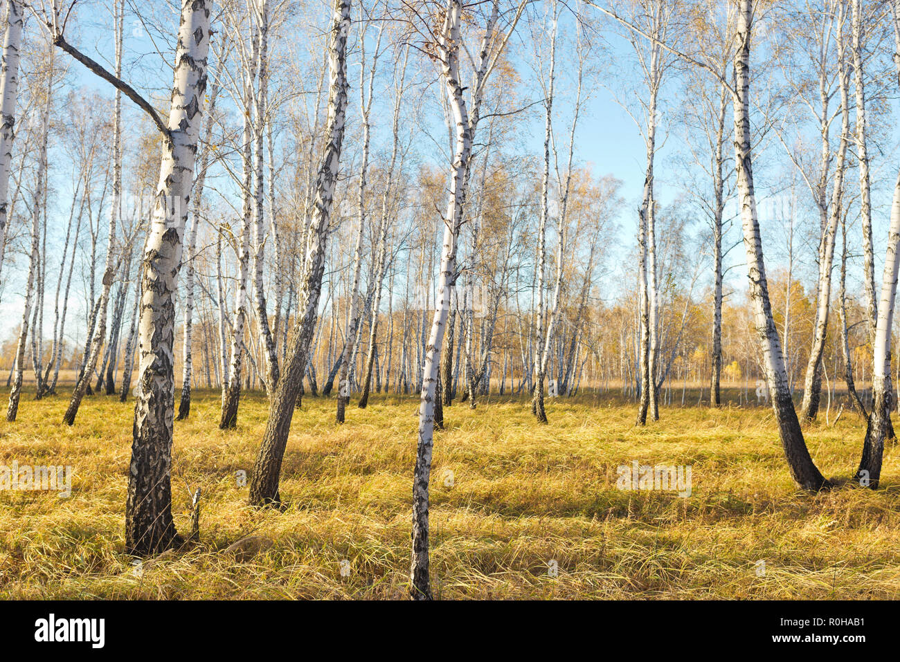 Autumn birch forest Stock Photo - Alamy