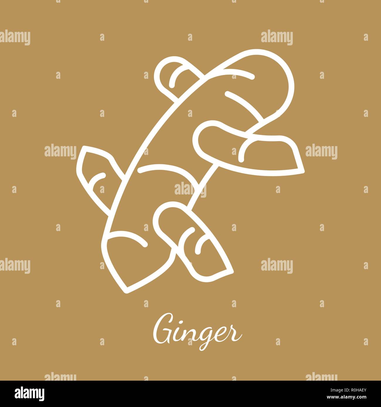 Ginger rhizome icon. Flavoring spices vector symbol Stock Vector Image ...