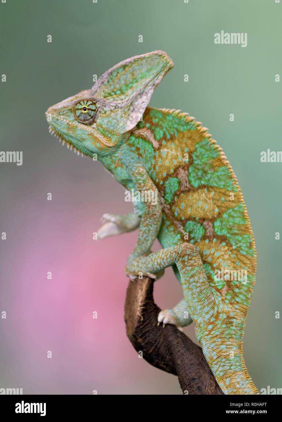 Dragon lizard hi-res stock photography and images - Alamy
