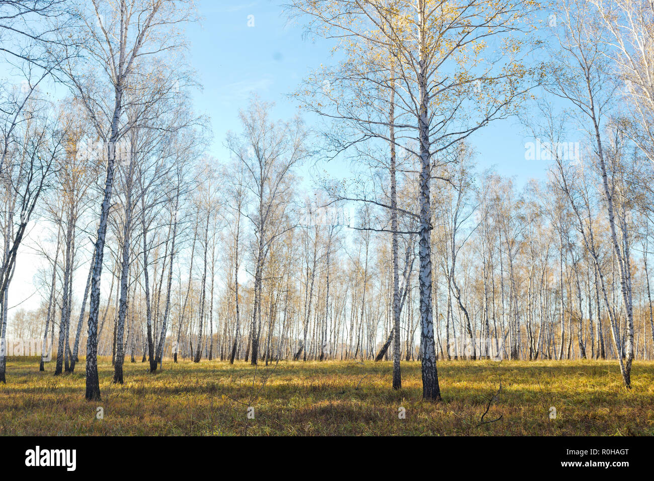 Autumn birch forest Stock Photo - Alamy