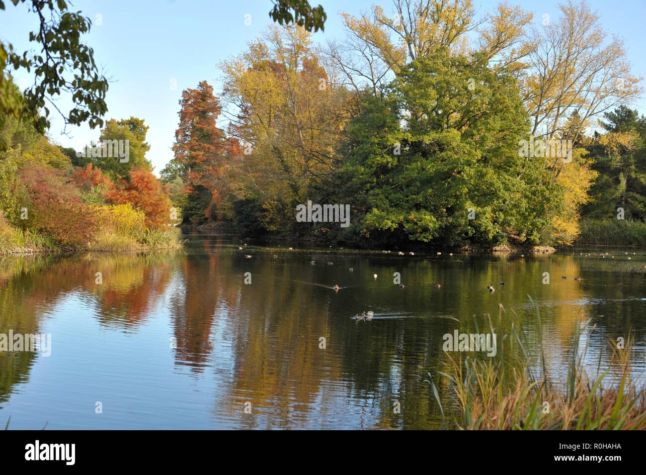 Vibrant autumn colours Stock Photo - Alamy