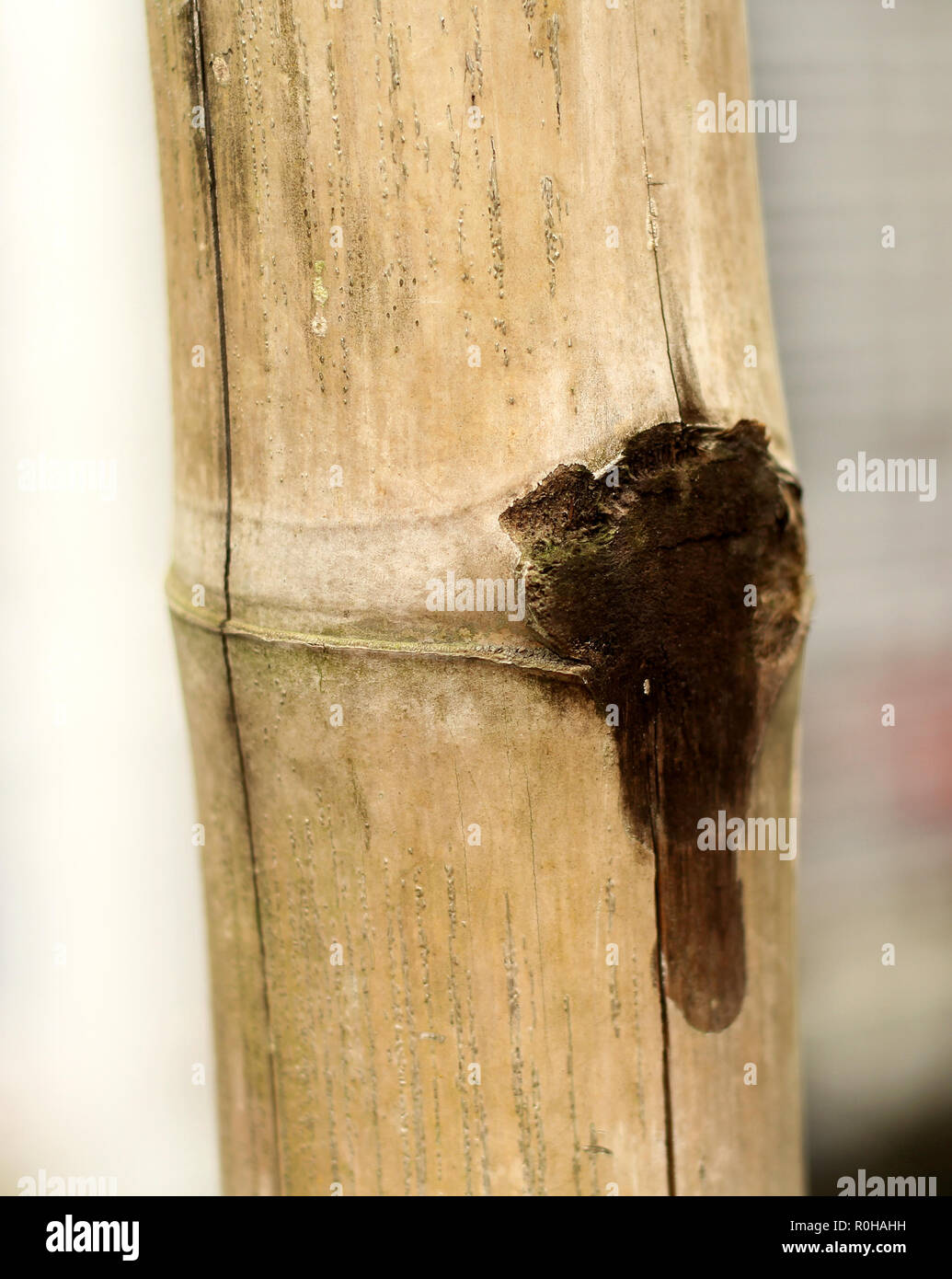 Dry bamboo over white background Stock Photo - Alamy