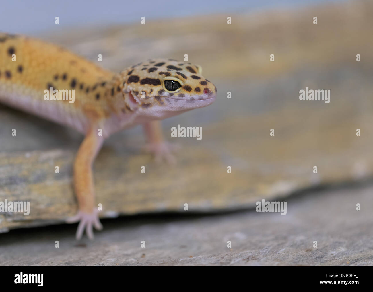 Closeup profile portrait of a common Leopard gecko on a rock Stock ...