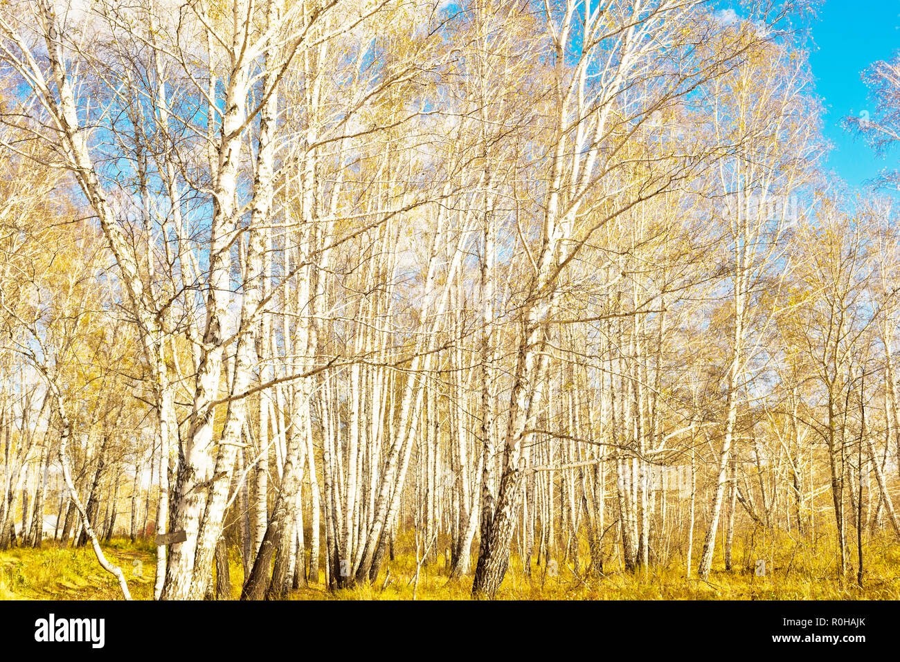 Autumn birch forest Stock Photo - Alamy