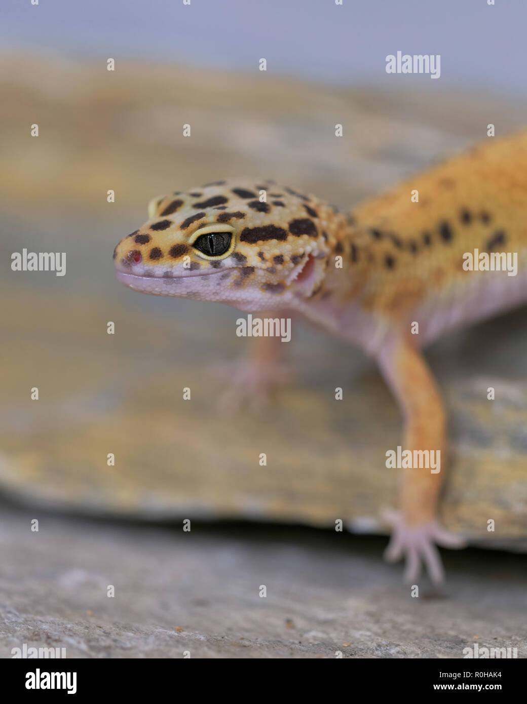 Leopard gecko profile hi-res stock photography and images - Alamy