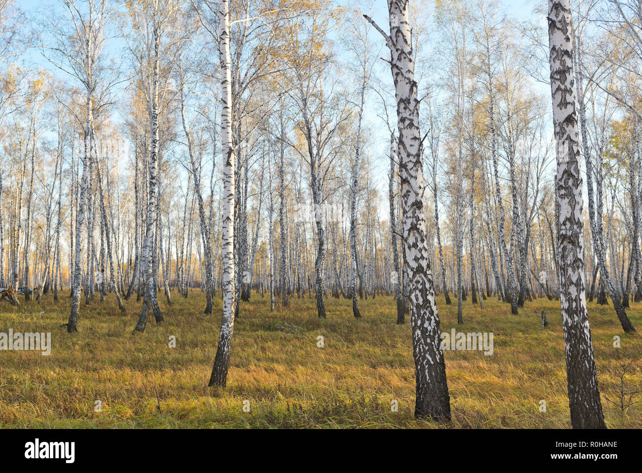 Autumn birch forest Stock Photo - Alamy
