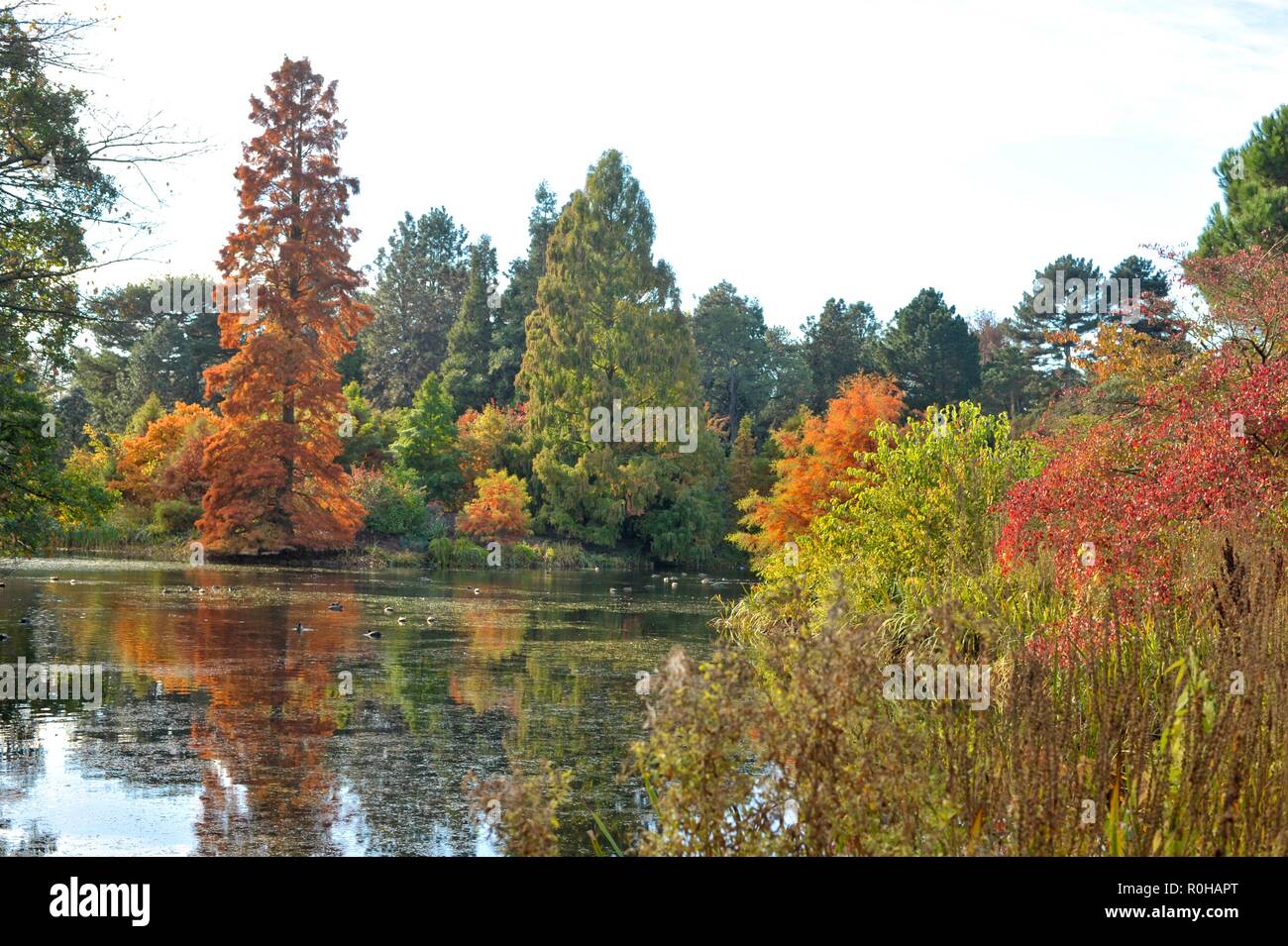 Vibrant autumn colours Stock Photo - Alamy