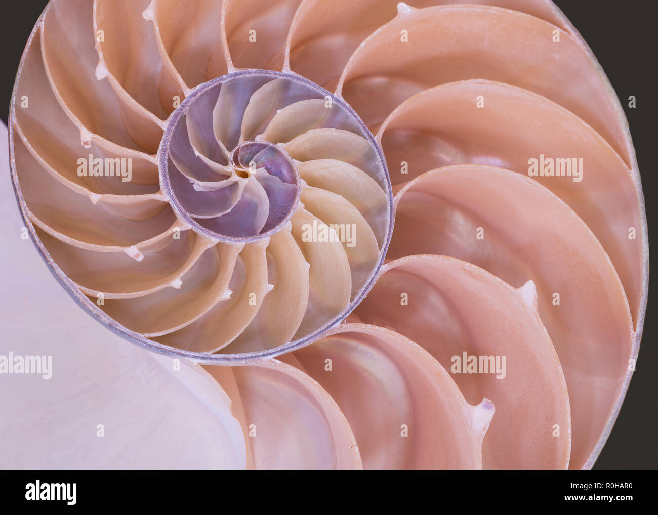 Closeup of the cross section of a nautilus shell in pastel colors Stock ...