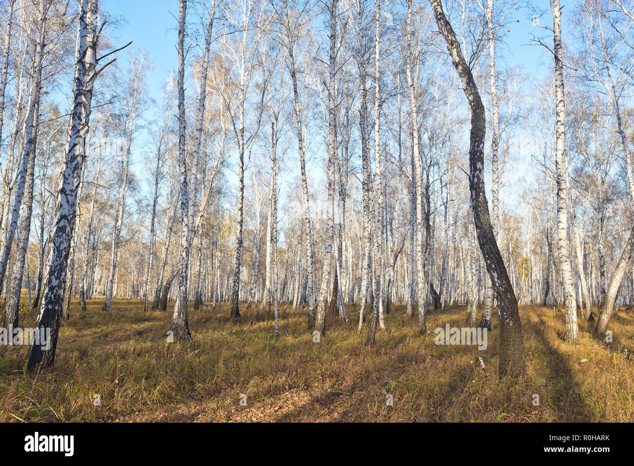 Autumn birch forest Stock Photo - Alamy