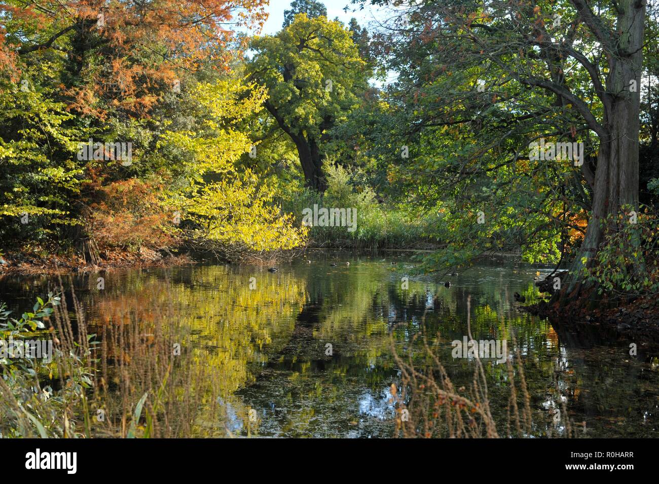 Vibrant autumn colours Stock Photo - Alamy