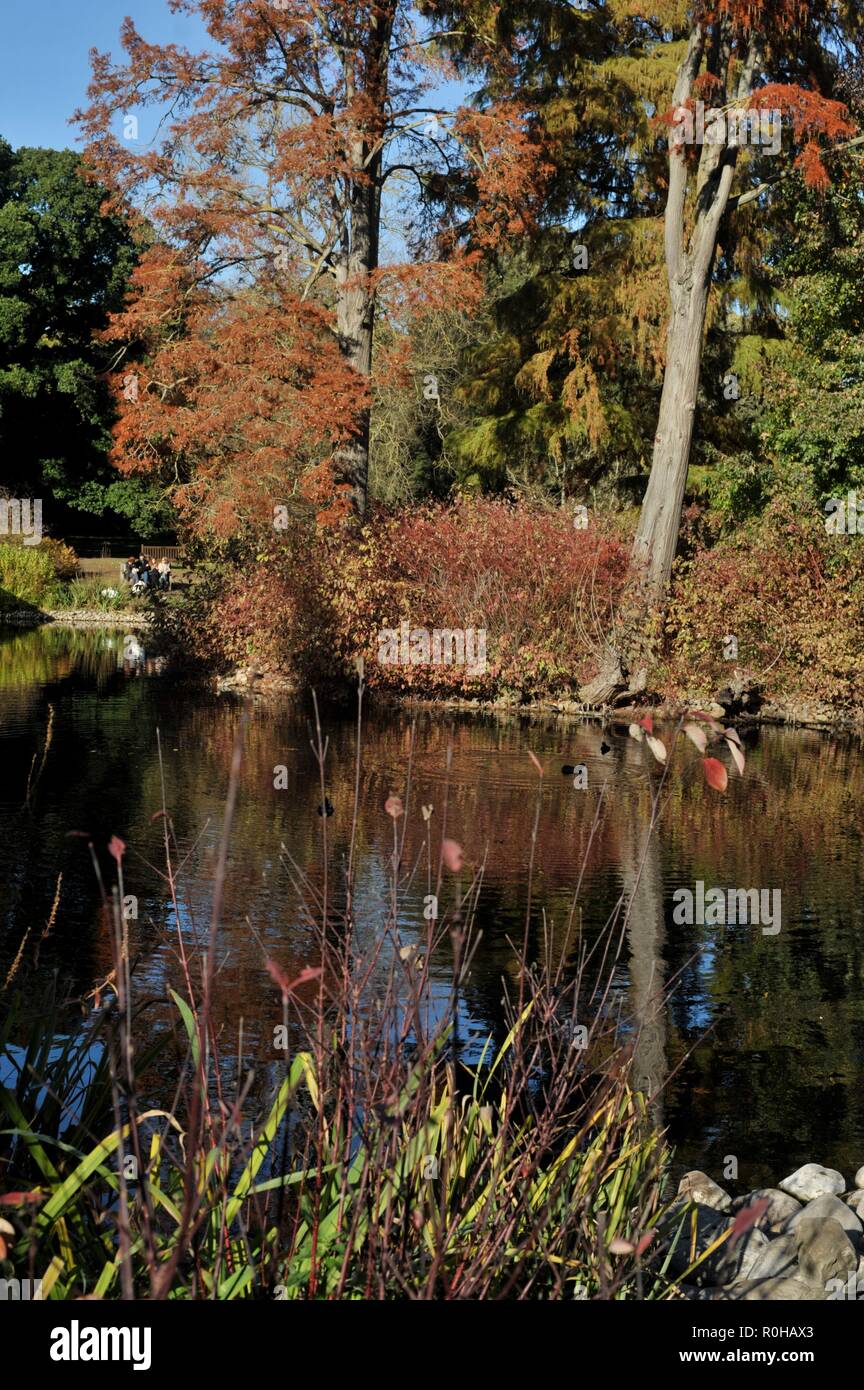 Vibrant autumn colours Stock Photo - Alamy