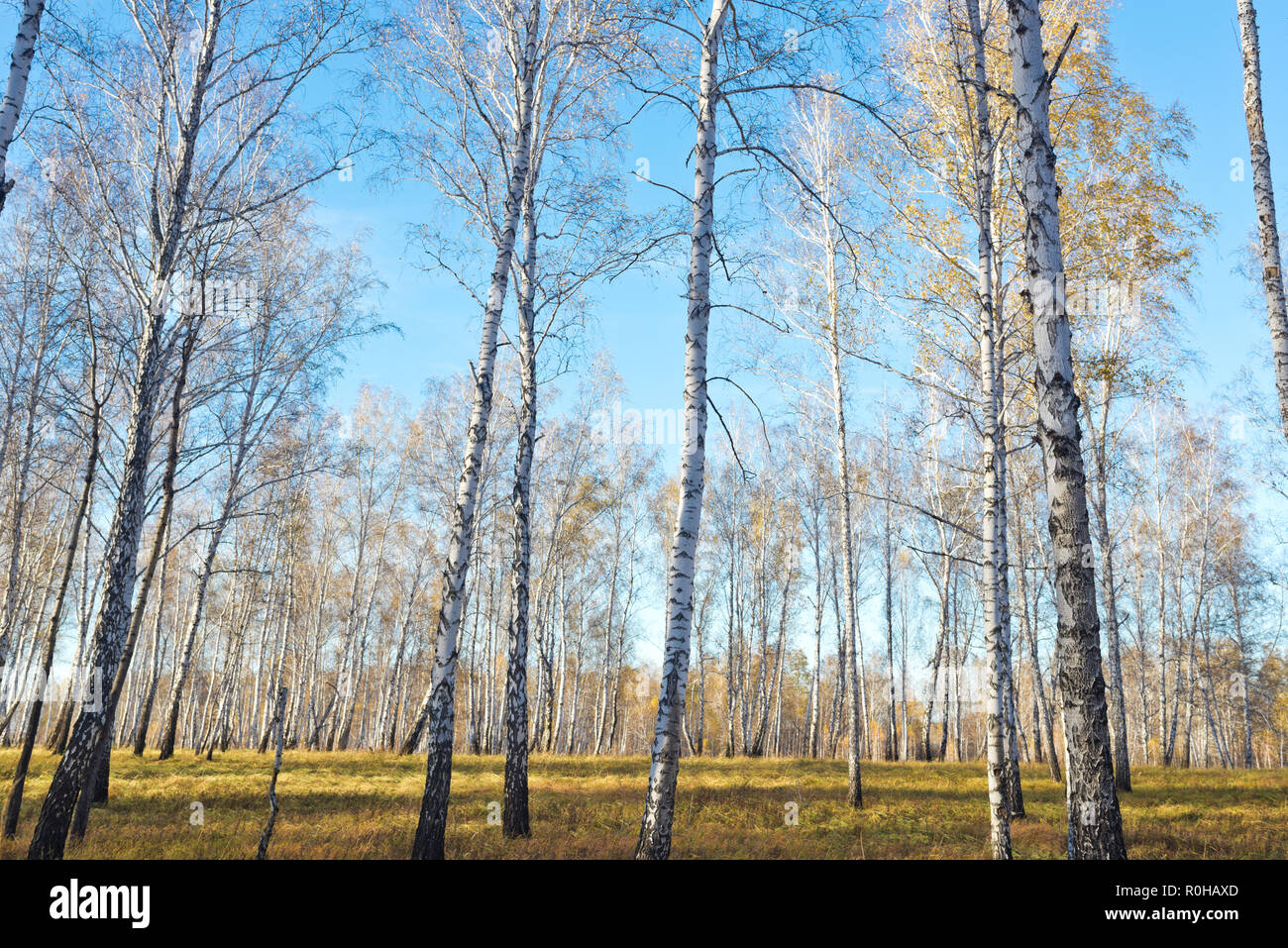 Autumn birch forest Stock Photo - Alamy