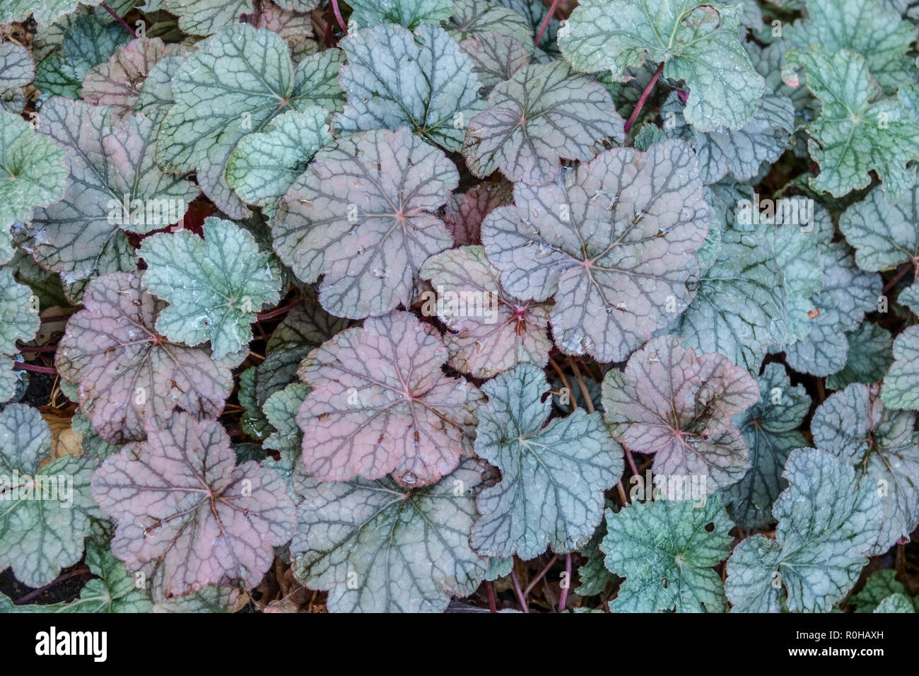 Coral Bells Heuchera "Silver Scrolls" Decorative Foliage Garden Compact ...