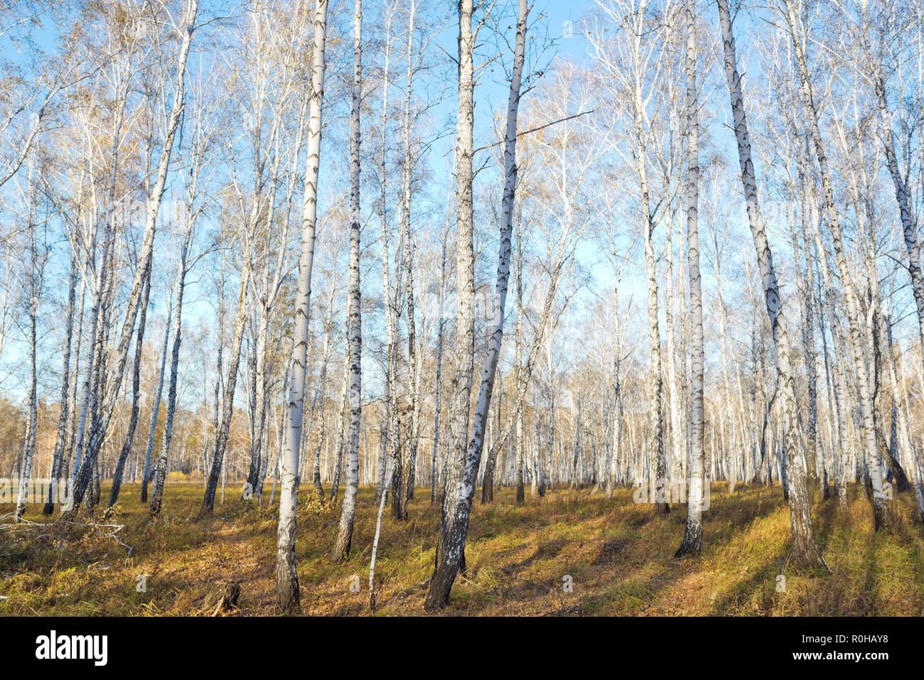 Autumn birch forest Stock Photo - Alamy
