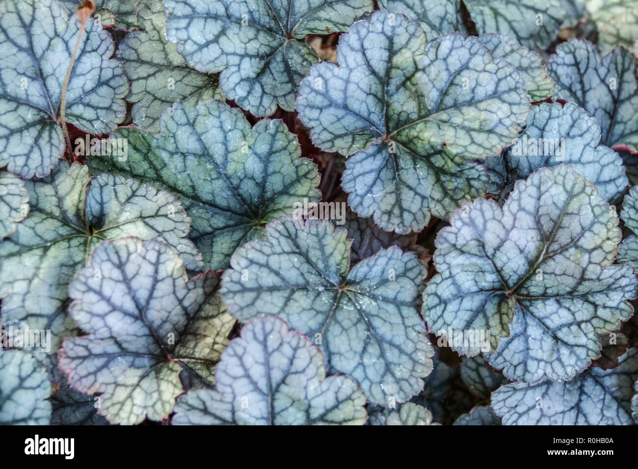 Heuchera 'Silver Scrolls', Coral Bells Stock Photo - Alamy Heuchera 'Silver Scrolls', Coral Bells Stock Photo - Alamy