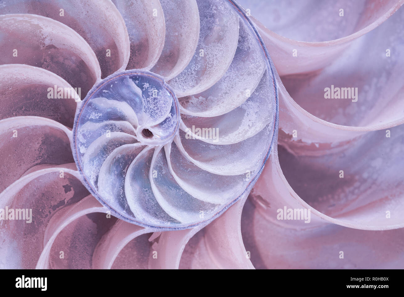 Nautilus shell cross section hi-res stock photography and images - Alamy