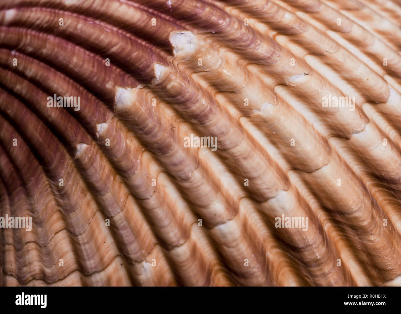 Shell texture hi-res stock photography and images - Alamy