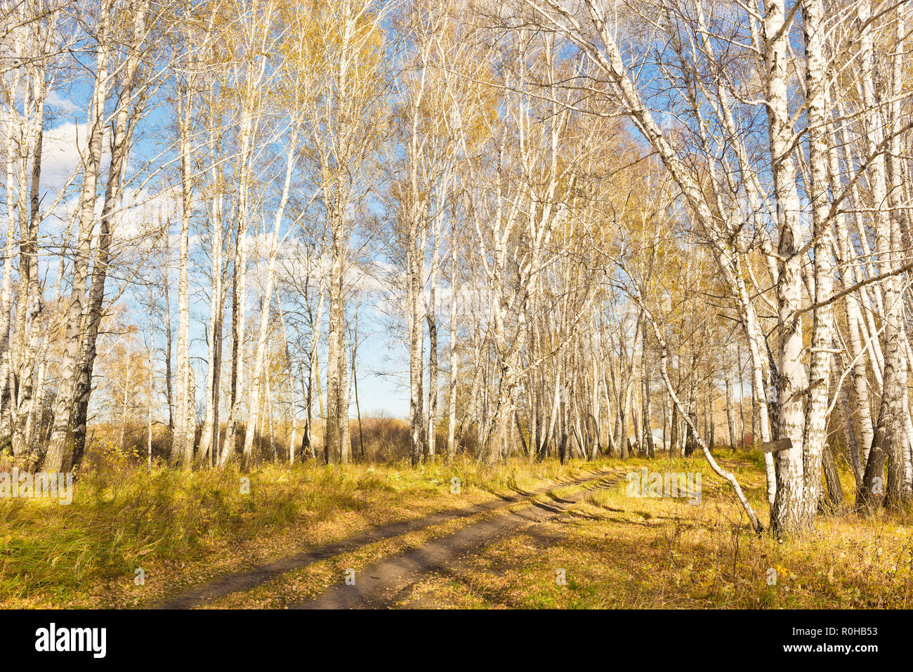 Autumn birch forest Stock Photo - Alamy