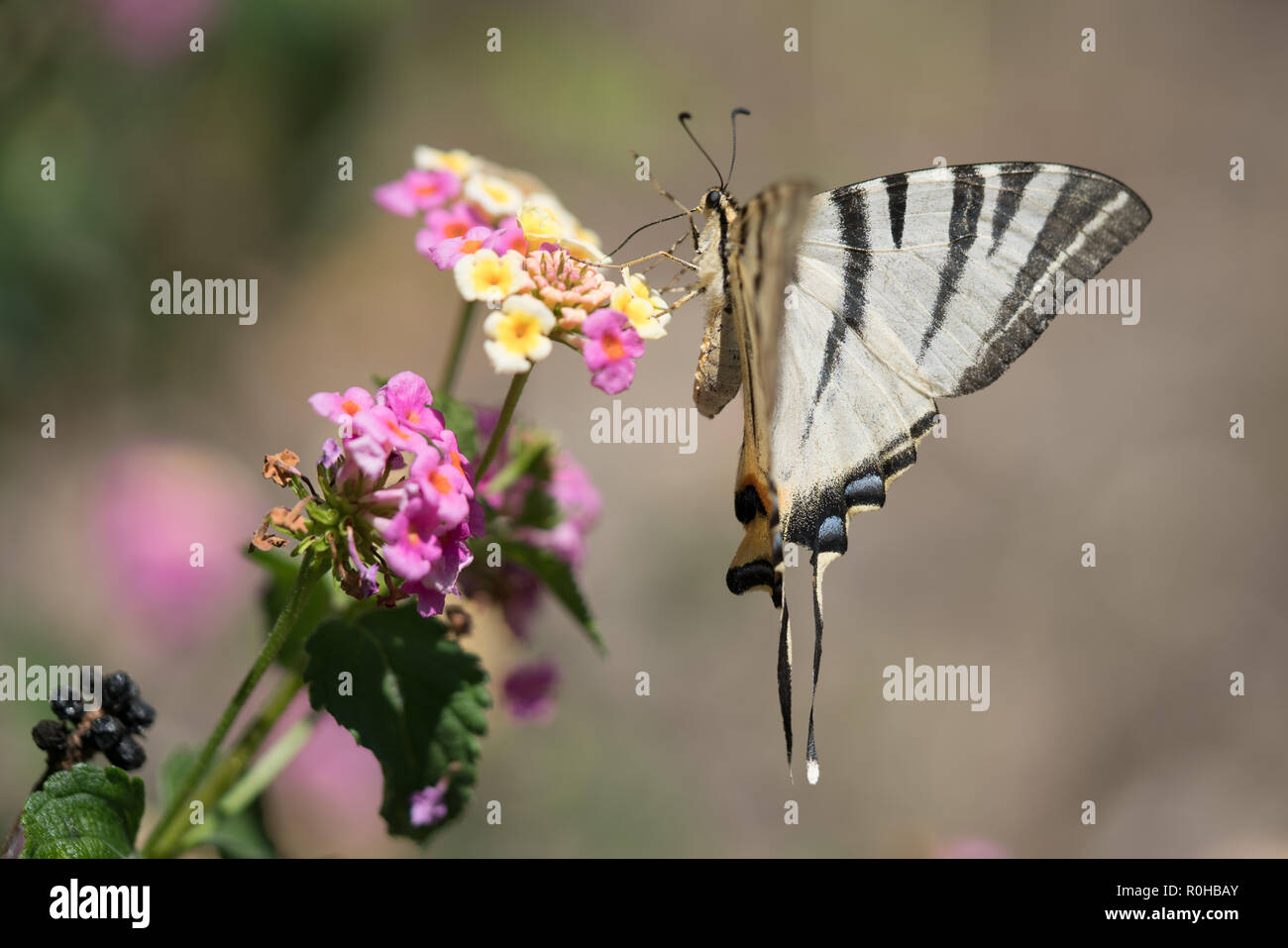 Mediterranean butterfly hi-res stock photography and images - Alamy