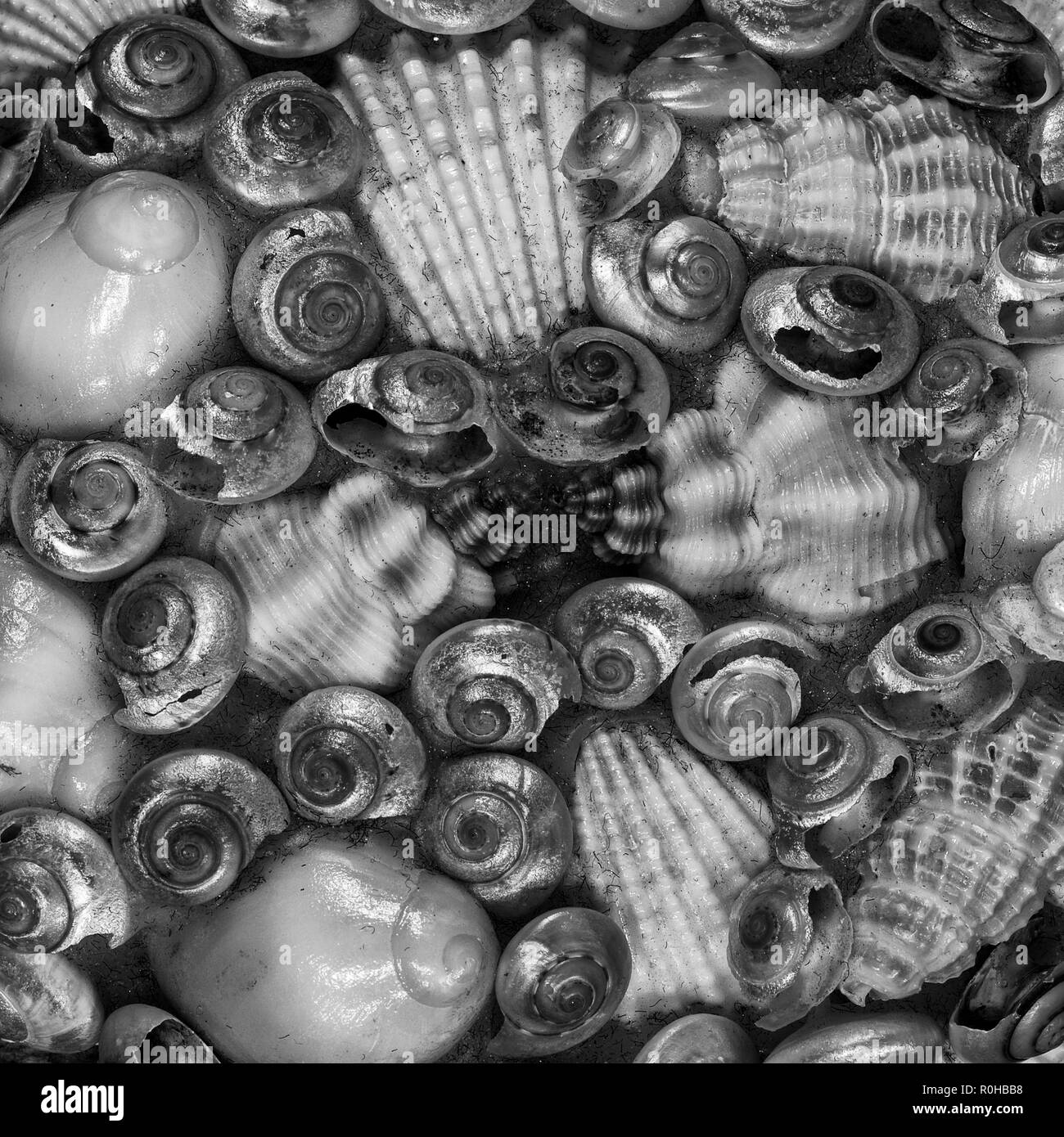 Group of textured sea shells in black and white Stock Photo - Alamy