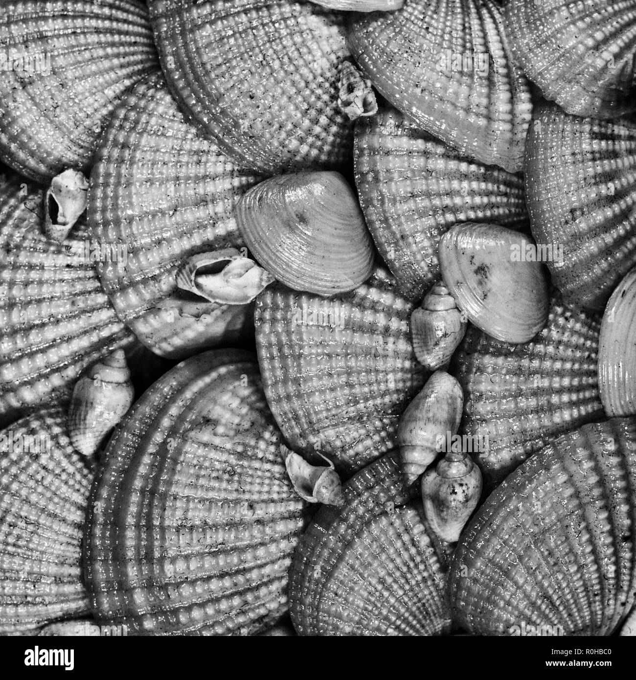 Sea shells seashells hi-res stock photography and images - Alamy