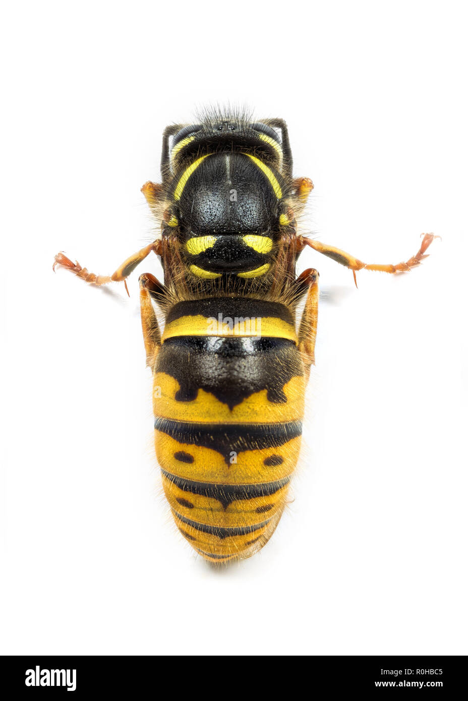 Queen wasp hi-res stock photography and images - Alamy