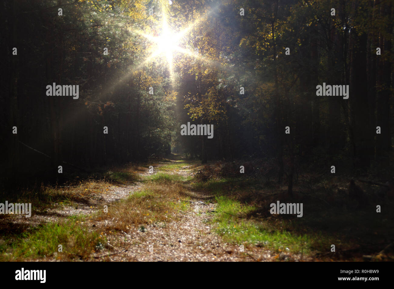 Sunshine forest path hi-res stock photography and images - Alamy