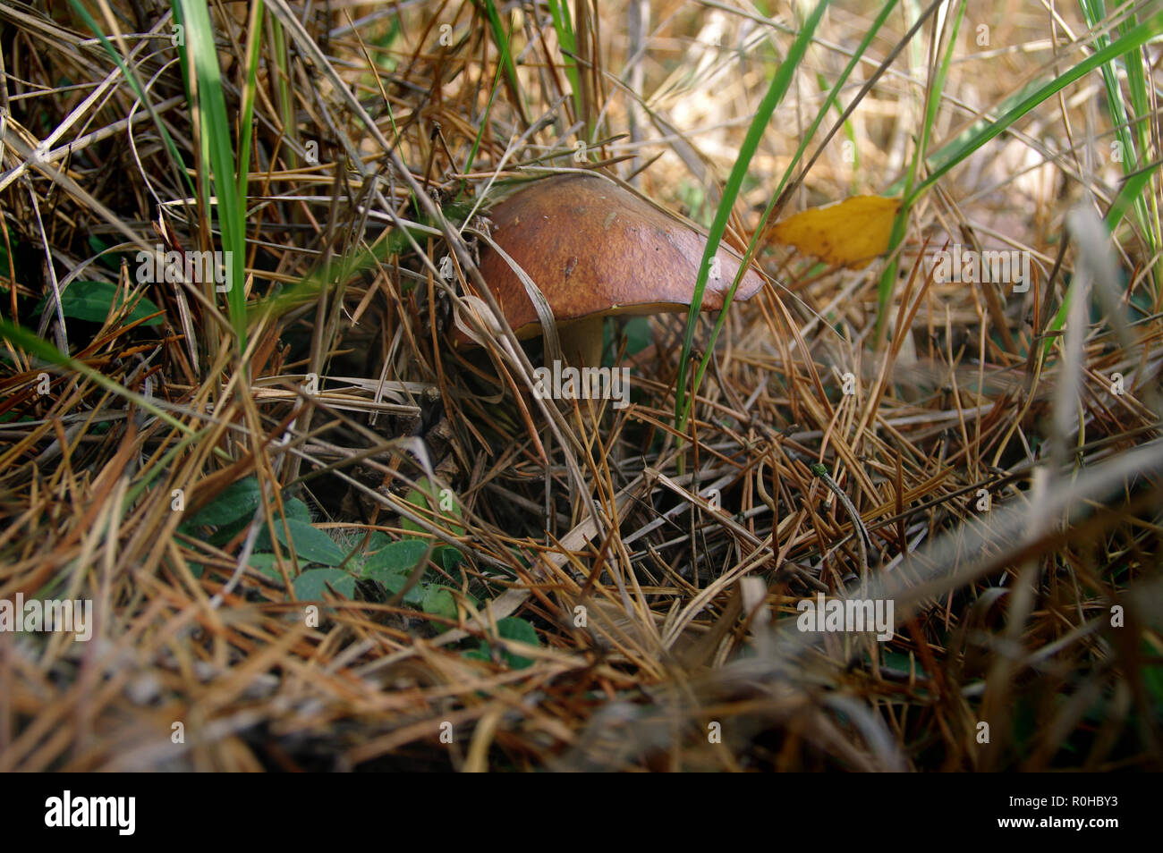 Young mushrooms among grass. Wild fungus in a natural environment Stock ...
