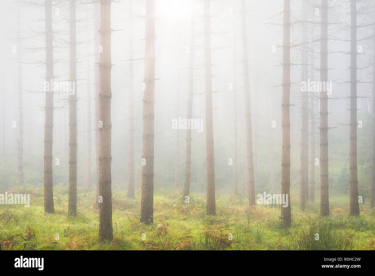 beautiful bright forest with sunlight and sun rays Stock Photo - Alamy