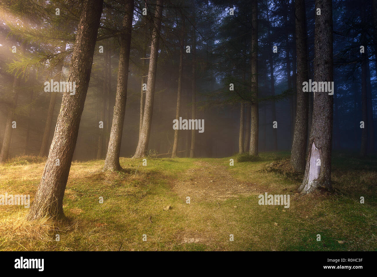 path in the forest with sun rays Stock Photo - Alamy