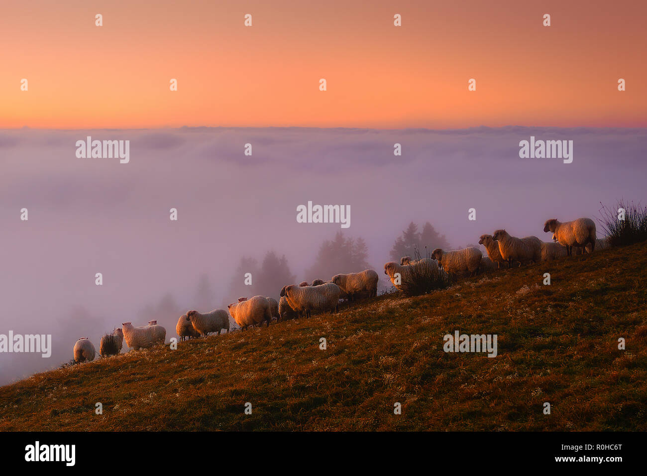 sheep in the mountain at foggy sunrise Stock Photo - Alamy