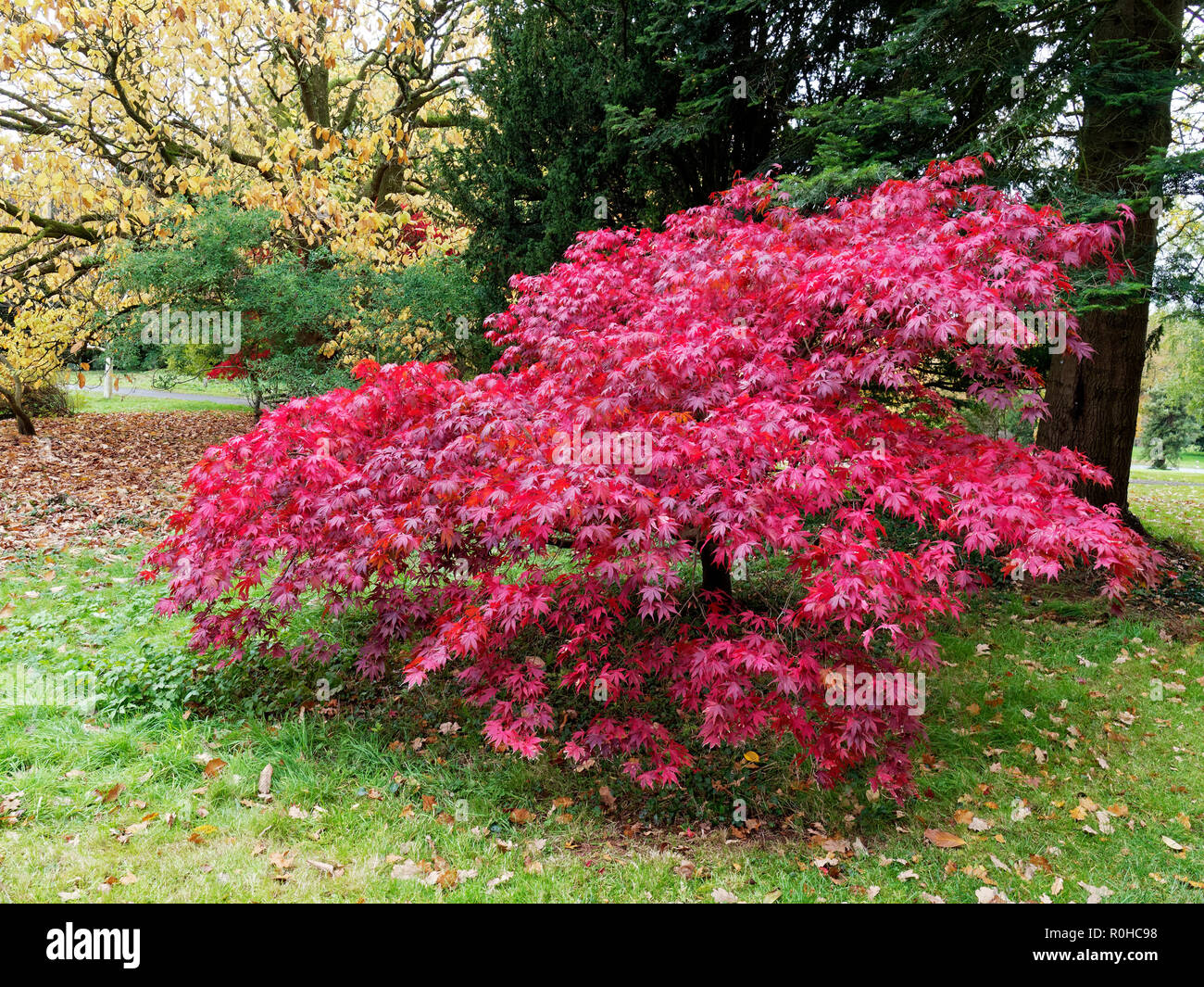 Acer palmatum 'Osakazuki' Tree Stock Photo - Alamy