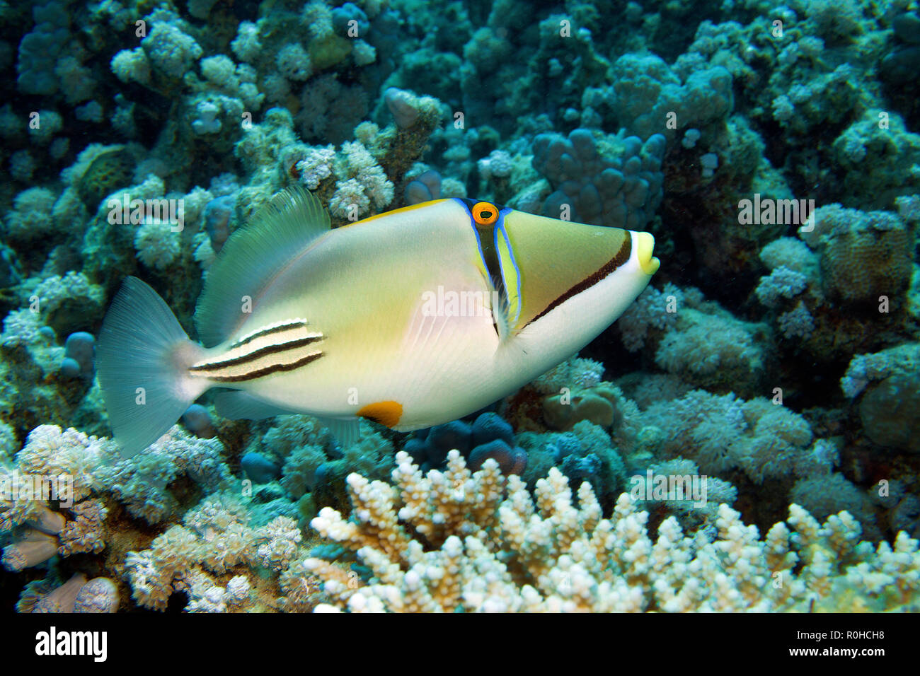 Picassofishes hi-res stock photography and images - Alamy