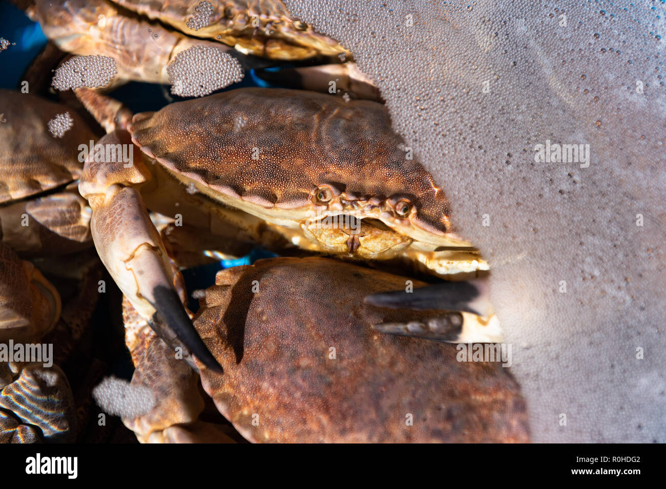 Fresh live crabs in a water basin Stock Photo - Alamy