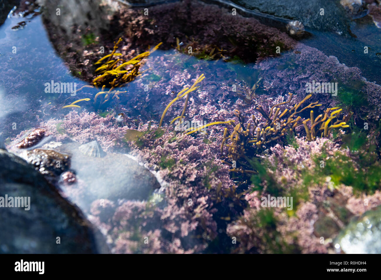Micro underwater river life hi-res stock photography and images - Alamy