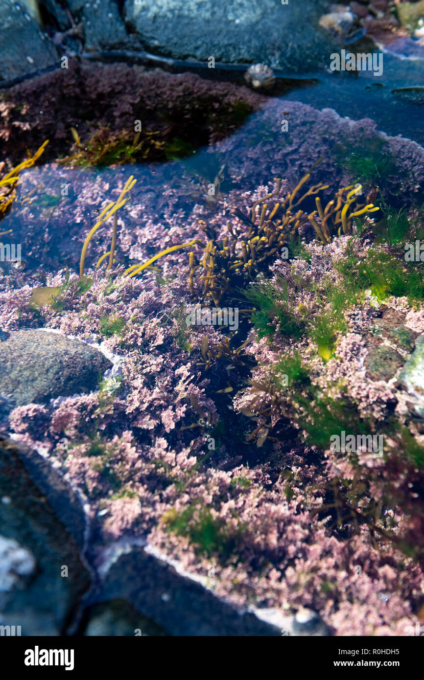 Maritime life in a puddle of seawater with sky reflection Stock Photo ...