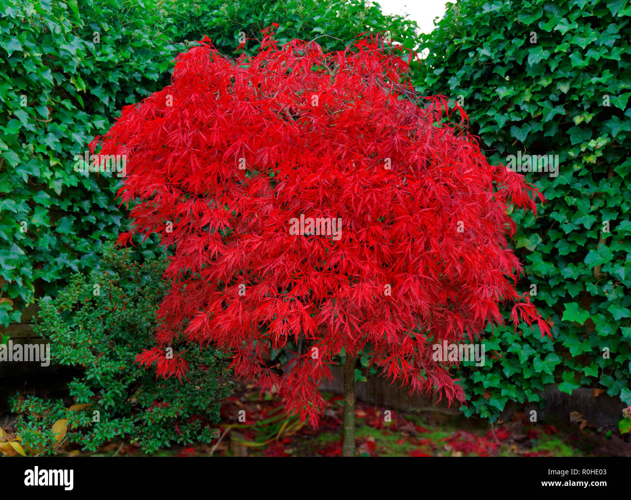 Acer palmatum japanese maples hi-res stock photography and images - Alamy