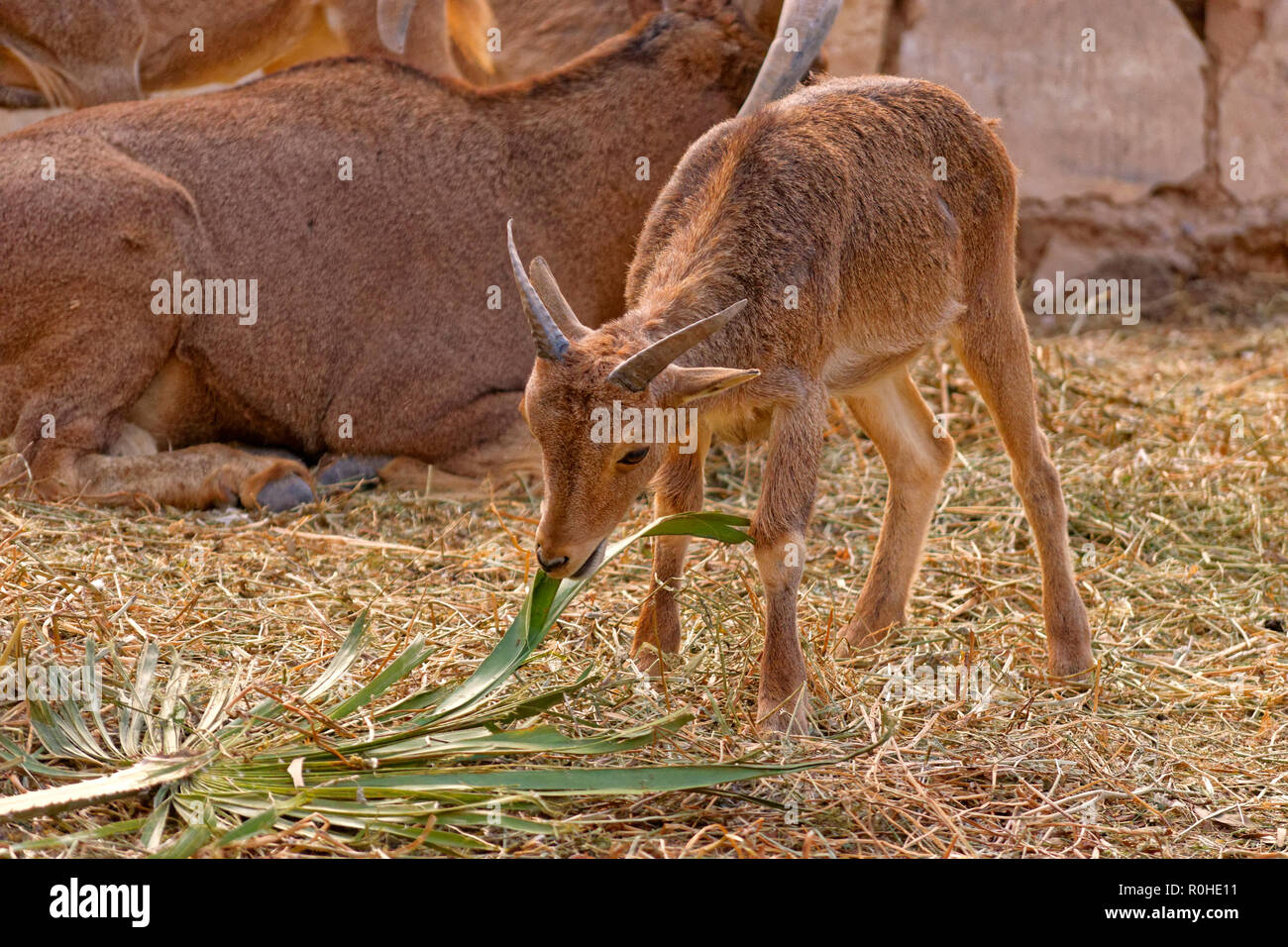 African sheep hi-res stock photography and images - Alamy