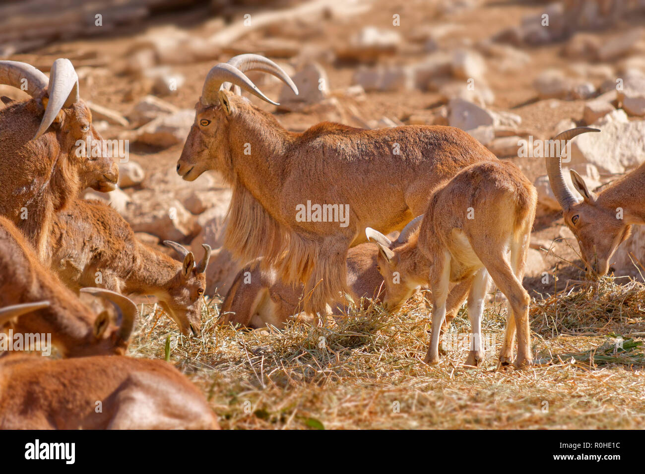 Ammotragus lervia barbary sheep hi-res stock photography and images - Alamy