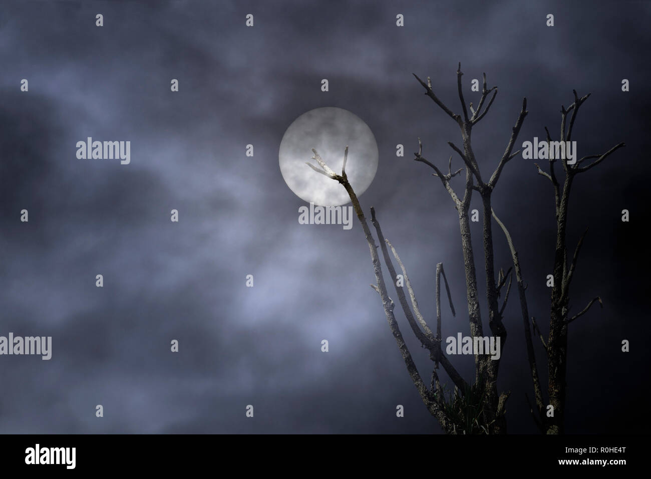 Bare tree in a cloudy full moon night Stock Photo - Alamy