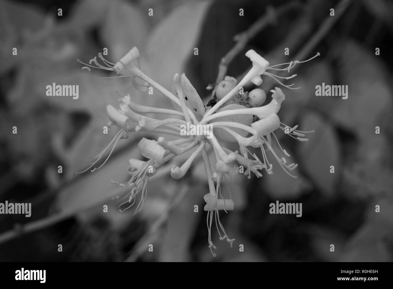 Mauve white Black and White Stock Photos & Images - Alamy