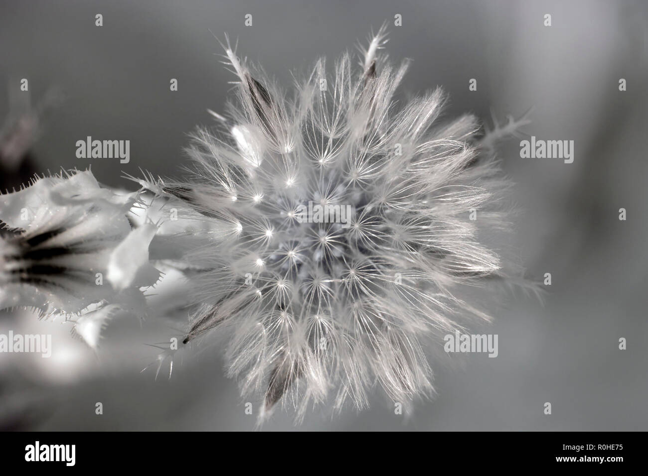 Infrared macro of a dandelion flower Stock Photo - Alamy