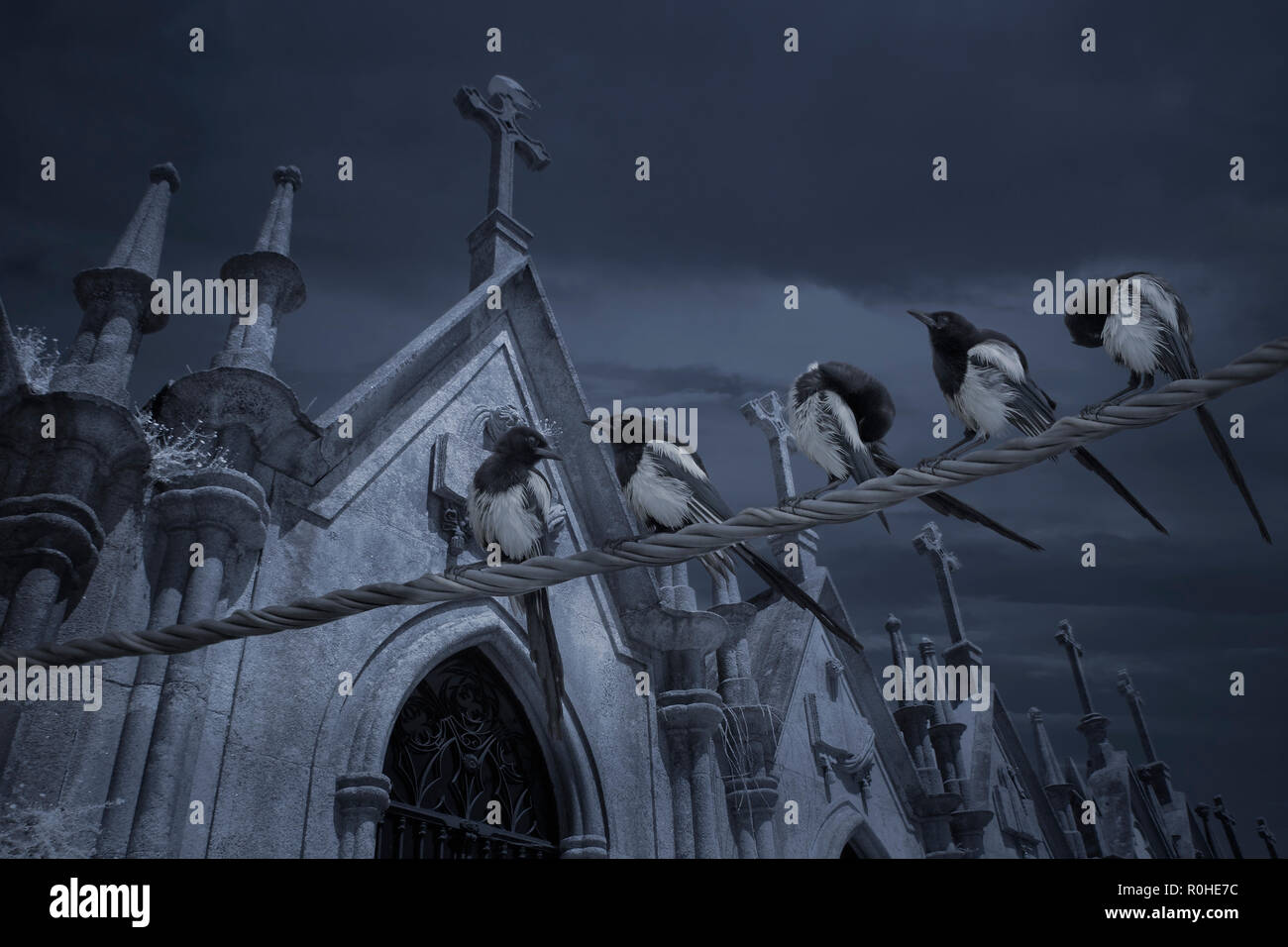 Magpie flock hi-res stock photography and images - Alamy