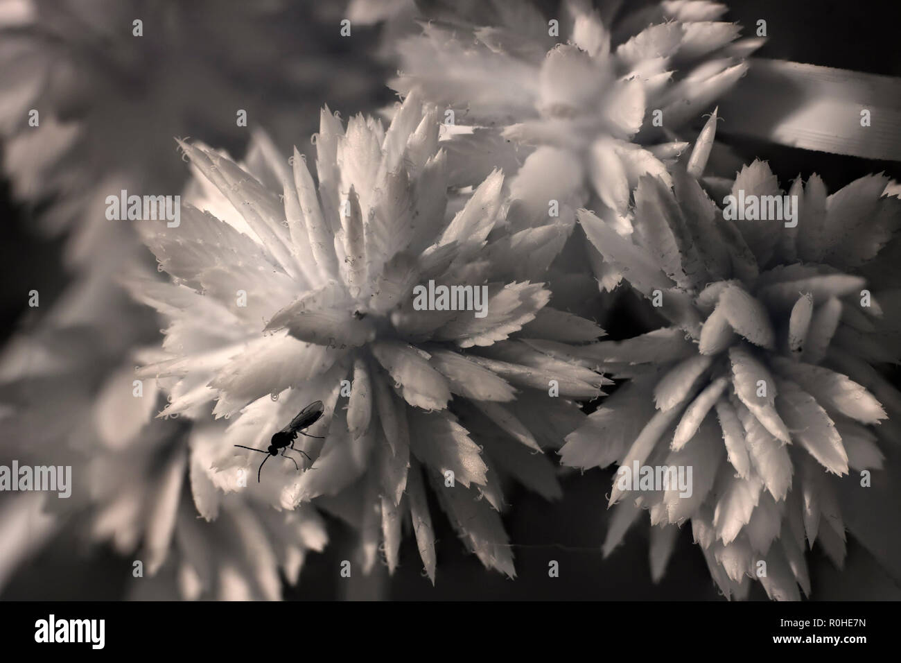 Infrared nature hi-res stock photography and images - Alamy